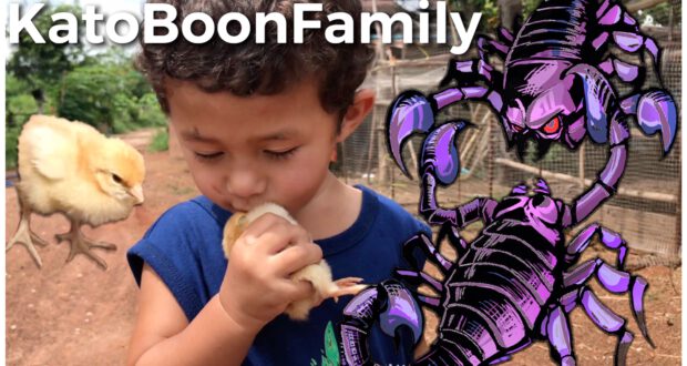 Baby Kato Boon Saves Little Chick From Scorpions - Kato Boon Family