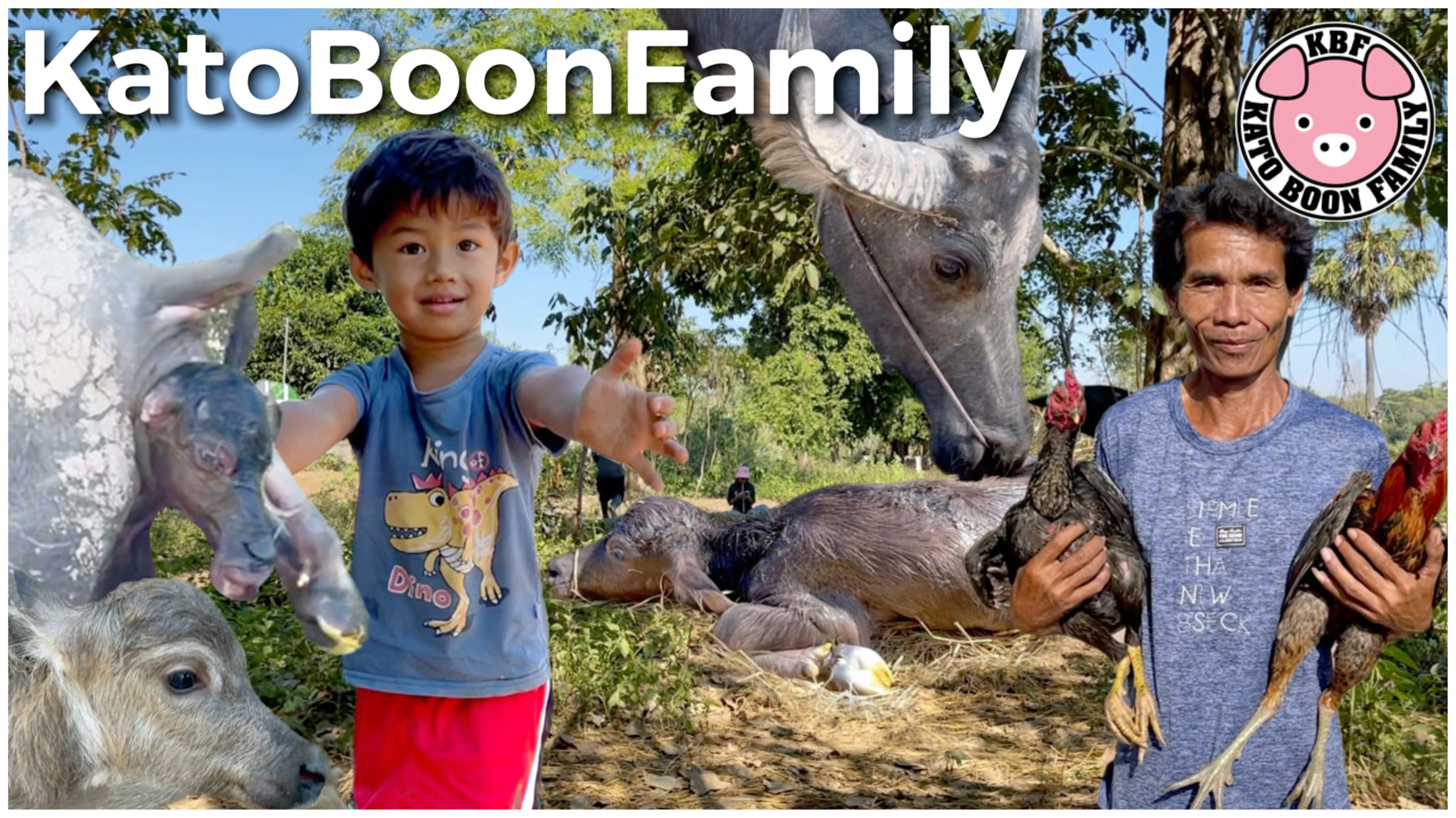 Birth of Cute Water Buffalo Thailand Placenta Soup. - Kato Boon Family